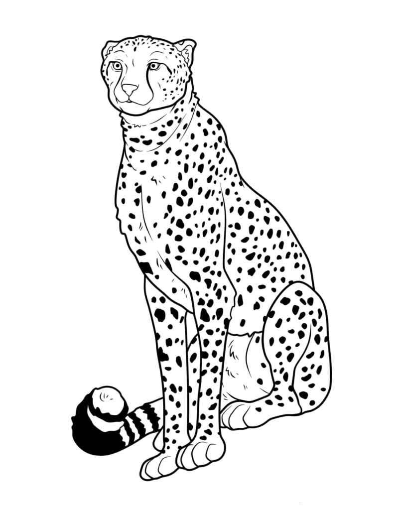 Cheetah Coloring Pages For Kids - Free PDF Printables