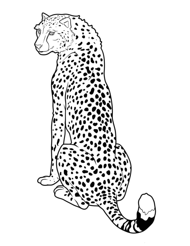 Cheetah Coloring Pages For Kids - Free PDF Printables