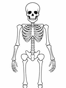 19 Skeleton Coloring Pages: Free, Fun & Printable!